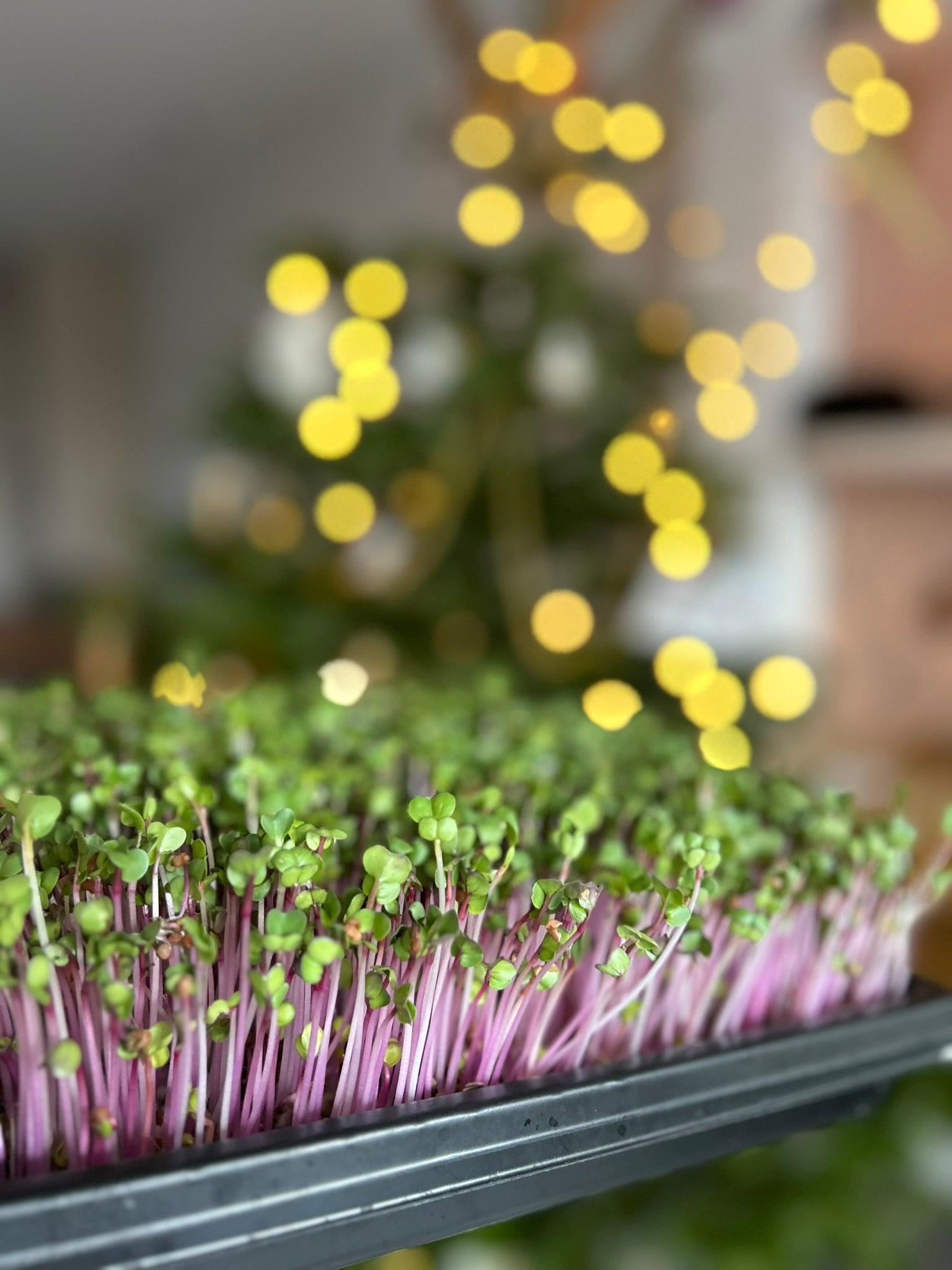 Top 5 Popular Microgreens to Grow at Home | Tips & Inspiration ...